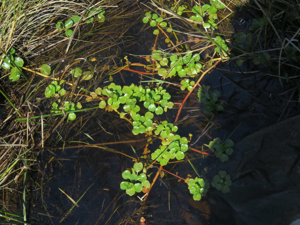 floating primrose-willow from Concepcion, Bío Bío, Chile on October 6 ...