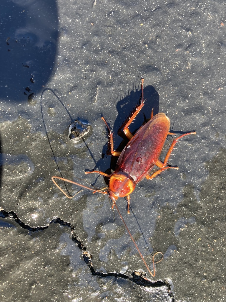 American Cockroach from Elderglen, Irvine, CA, US on December 15, 2021 ...