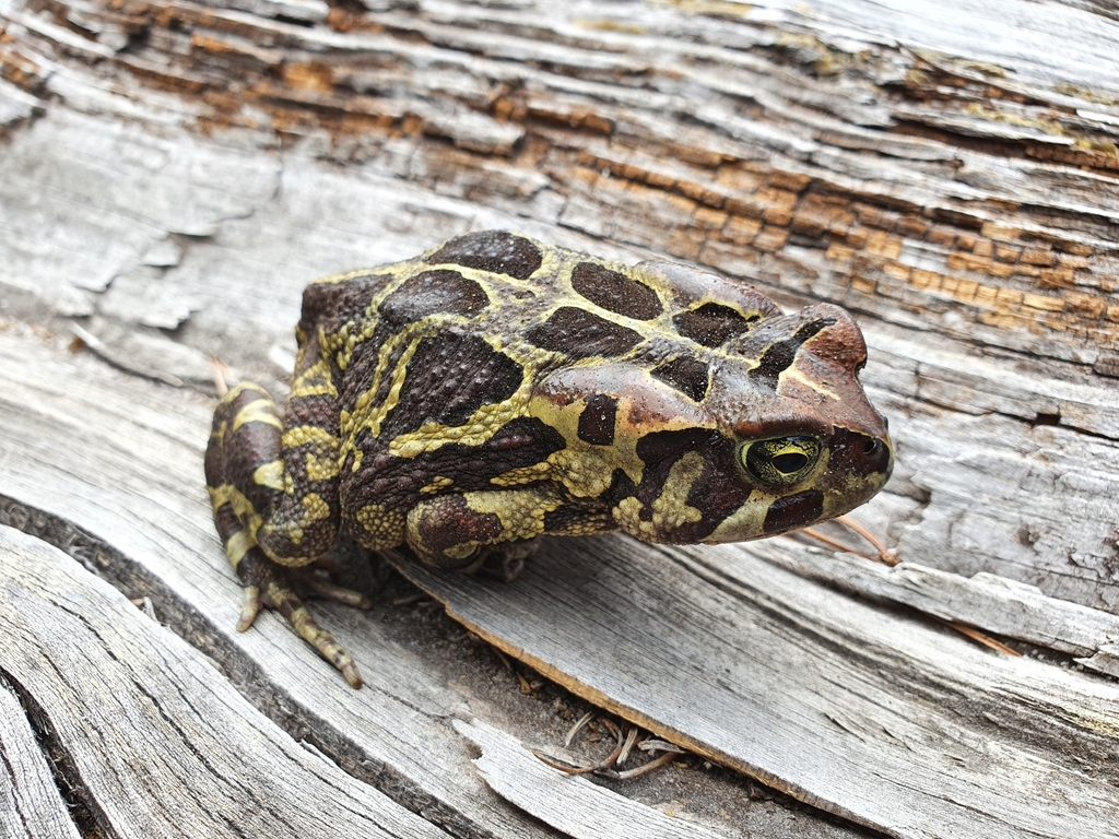 Western Leopard Toad in December 2021 by Courtney Hundermark · iNaturalist