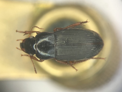 Harpalus indigens · iNaturalist