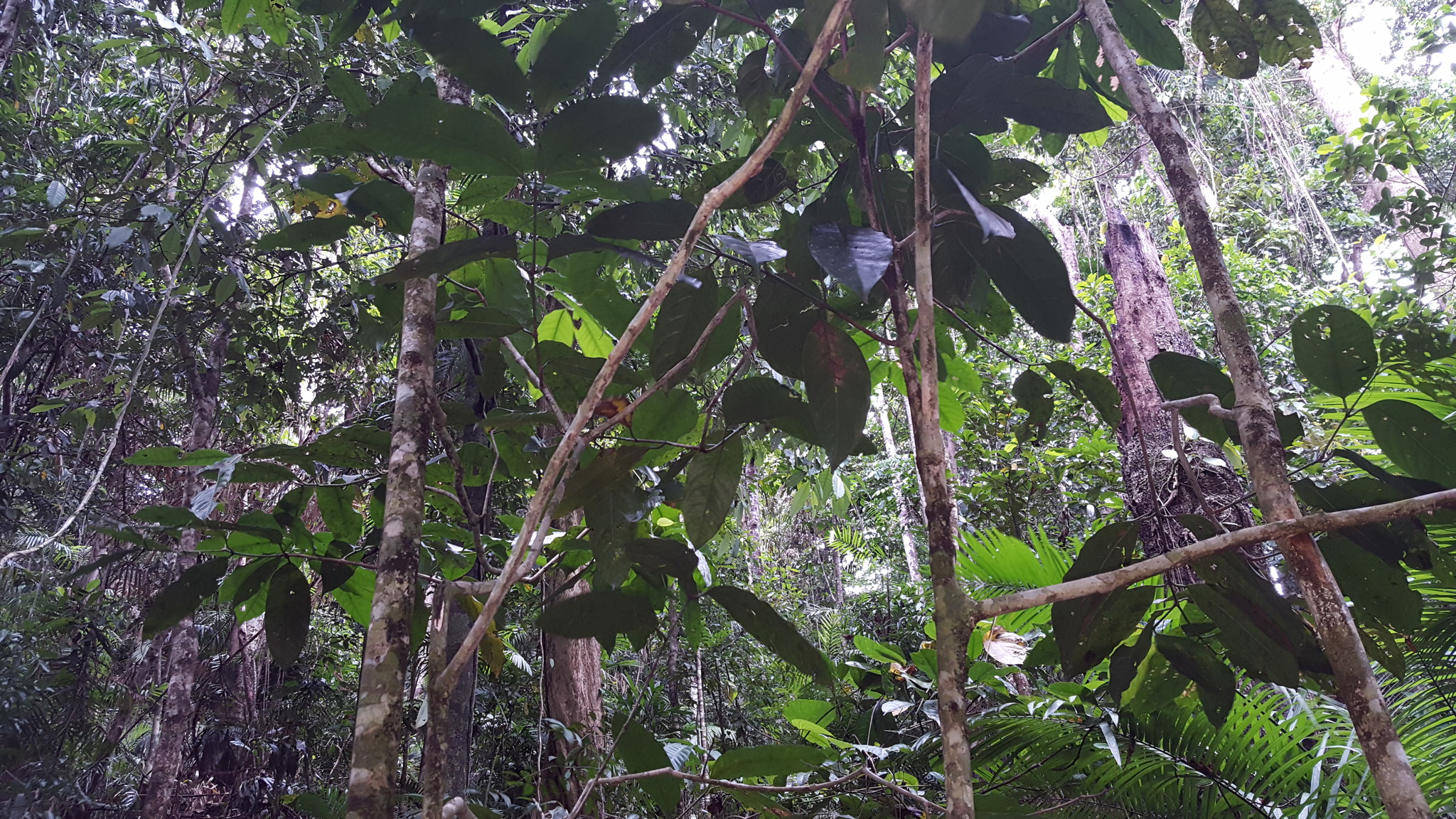 Idiospermum S.T.Blake