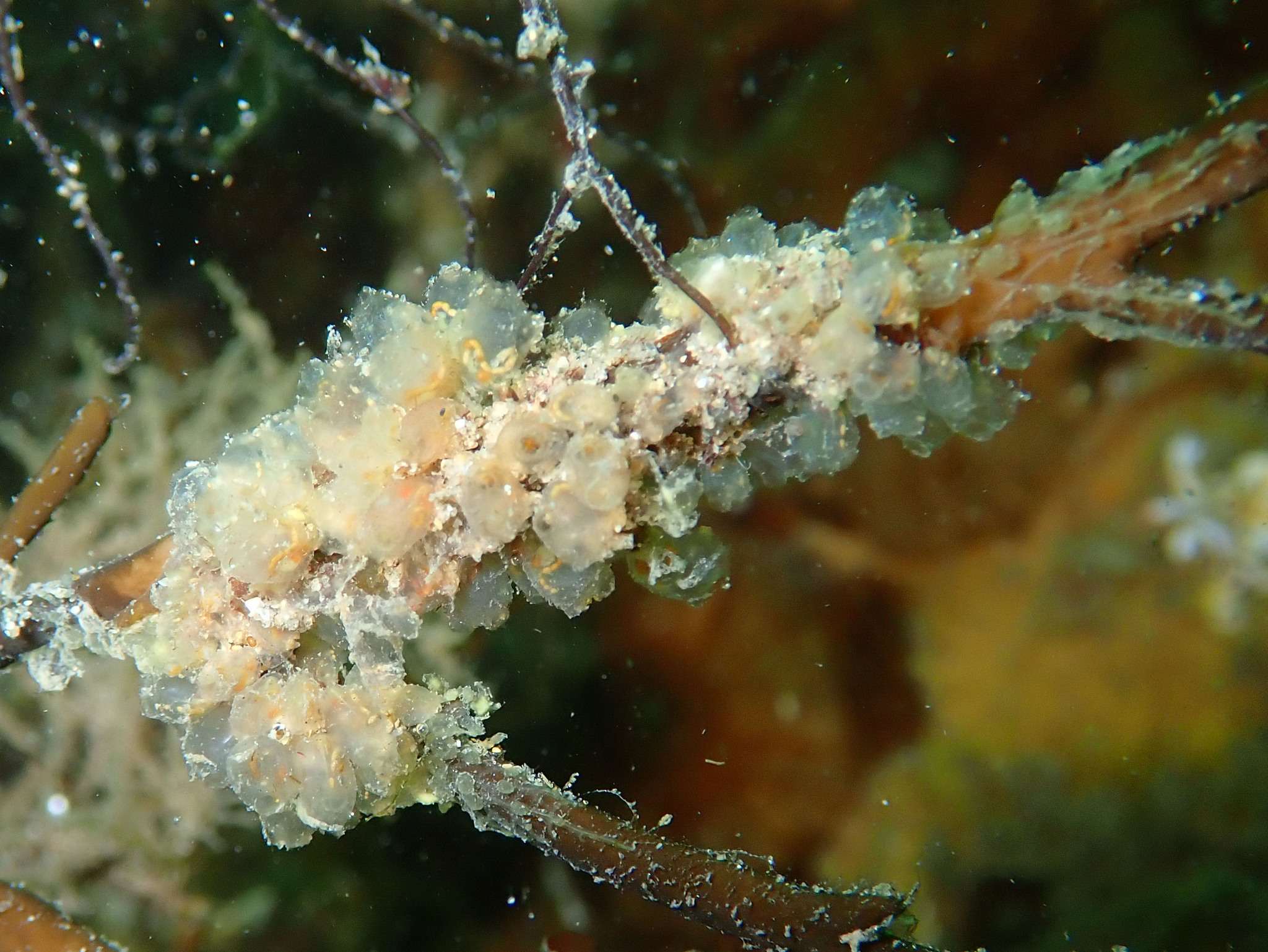 Perophora japonica Oka, 1927