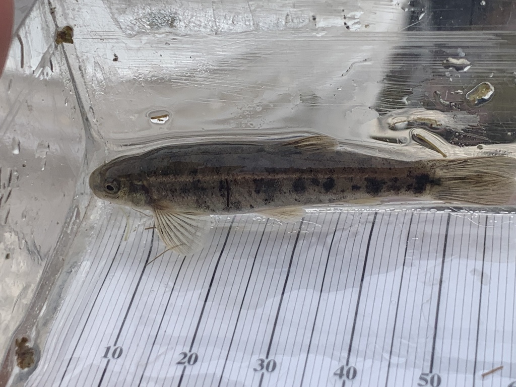 Sacramento Speckled Dace from California, US on December 15, 2021 at 10 ...