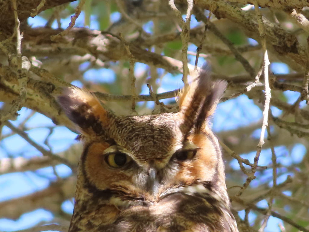 Great Horned Owl from Peoria, AZ, USA on December 15, 2021 at 11:12 AM ...