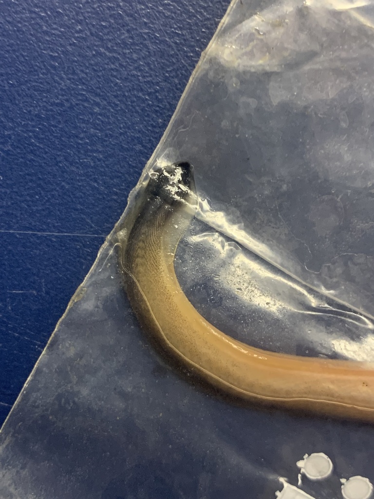 Pacific Brook Lamprey (Lampetra pacifica) - Marine Life Identification