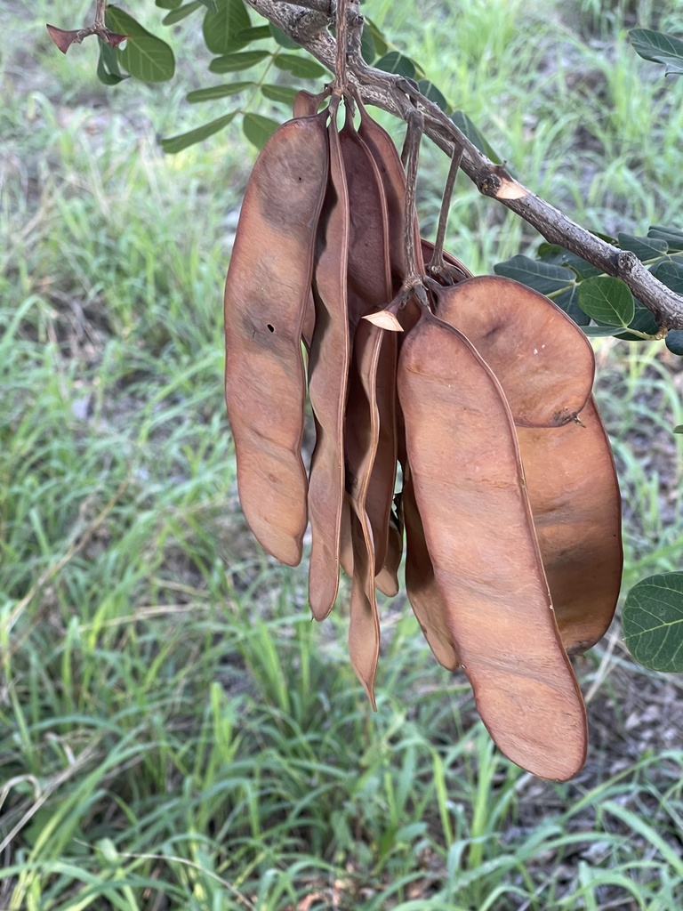 poison-pod false-thorn (Albizia versicolor) - Botanical Realm