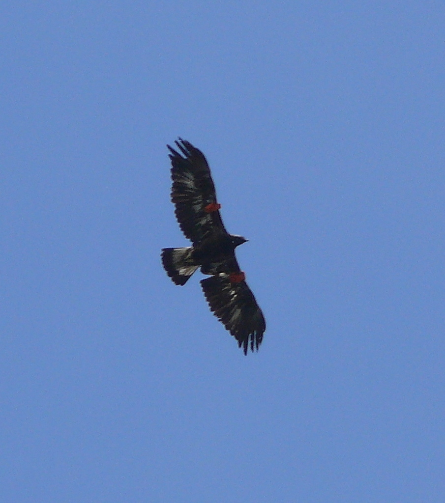 Golden Eagle from Lakeside, CA, USA on February 27, 2009 at 12:47 PM by ...