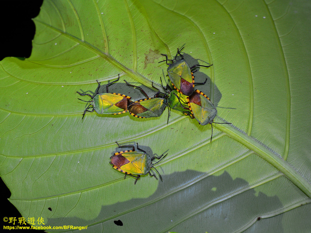 Giant Shield Bug from 馬來西亞砂拉越美里 on April 23, 2018 at 07:15 PM by ...