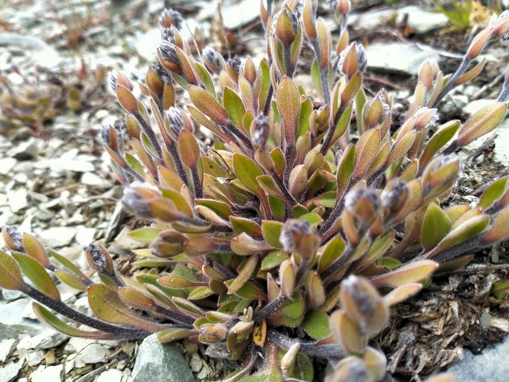 Myosotis australis from Kyeburn Diggings 9396, New Zealand on December ...
