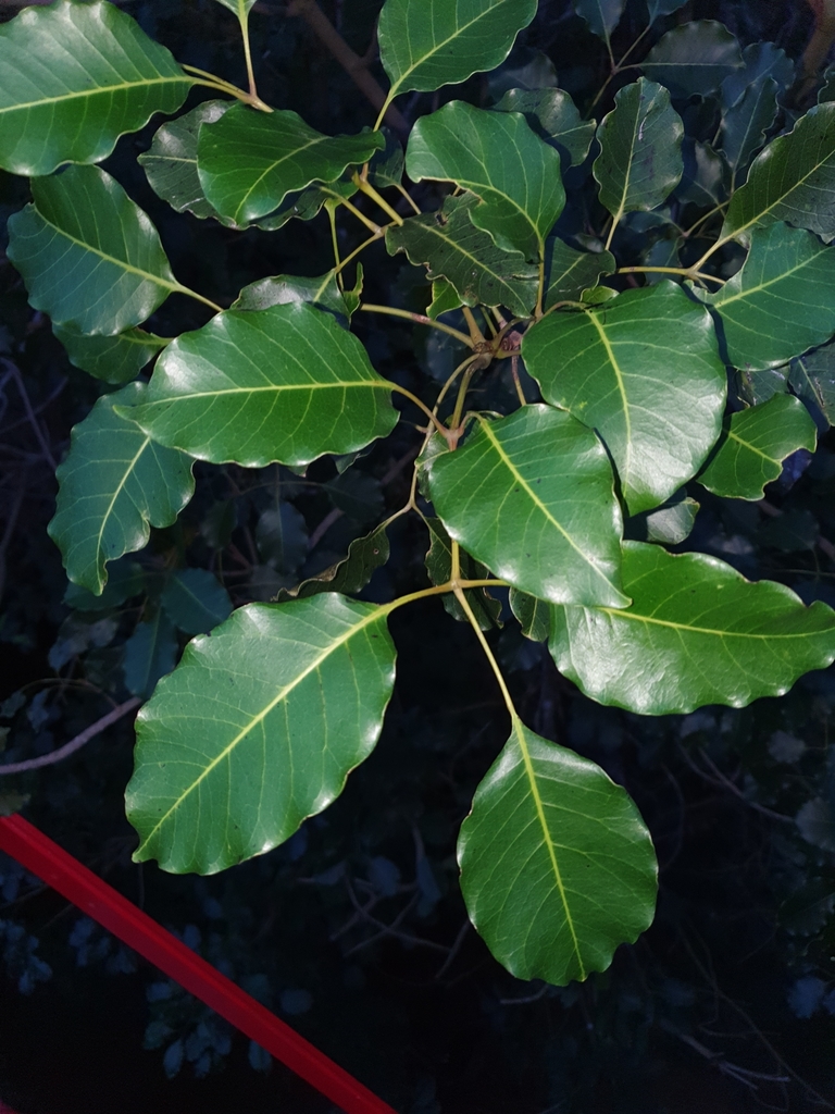 Black Poisonwood from Corozal District, Belize on December 15, 2021 at ...