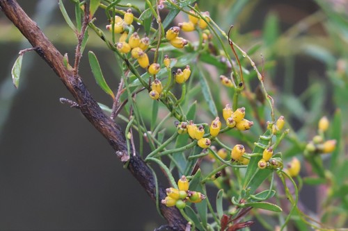 forma Cassytha glabella casuarinae · NaturaLista Colombia