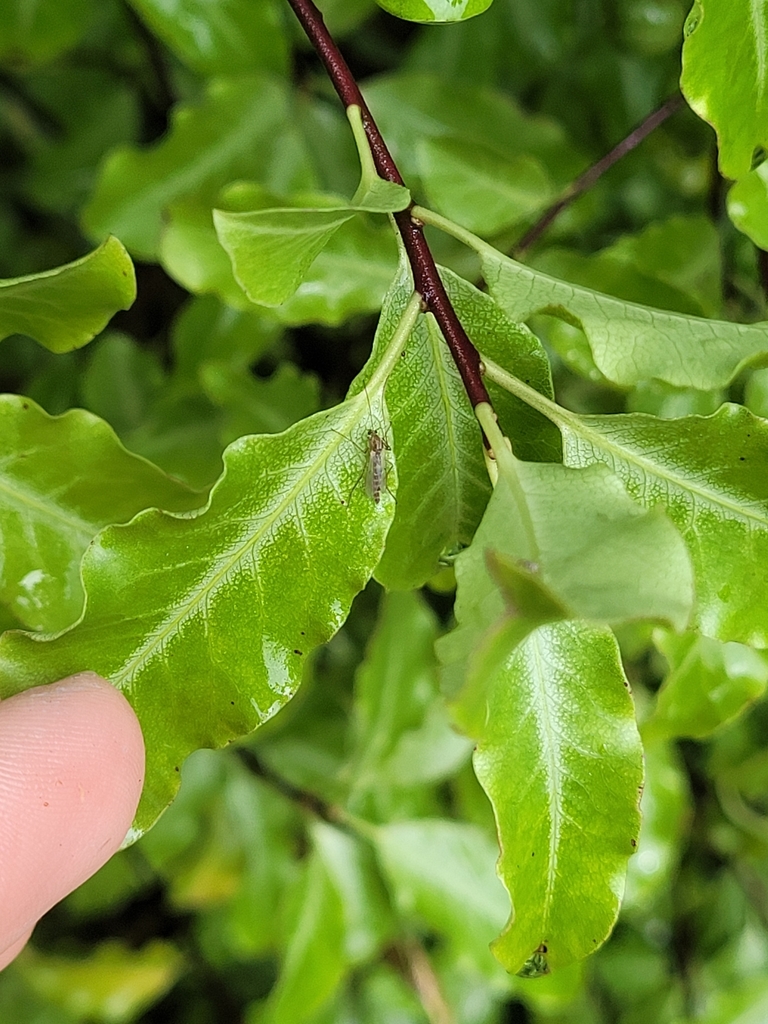 Common Midge from 3459350, Ti Rakau Reserve, Bromley, Christchurch 8023 ...