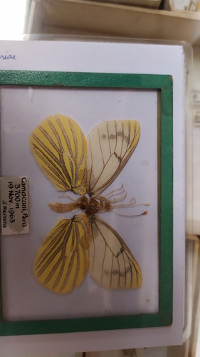 Phulia mariae · iNaturalist United Kingdom