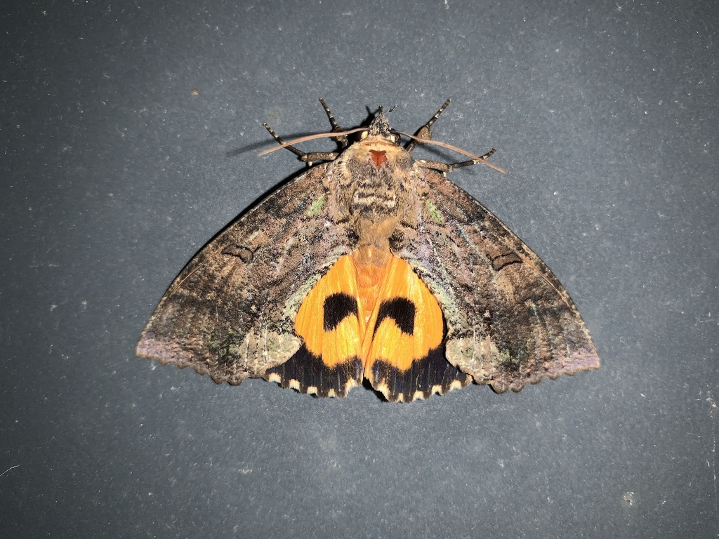 Eudocima cajeta from Ozhukarai Taluk, Puducherry, PY, IN on December 16 ...