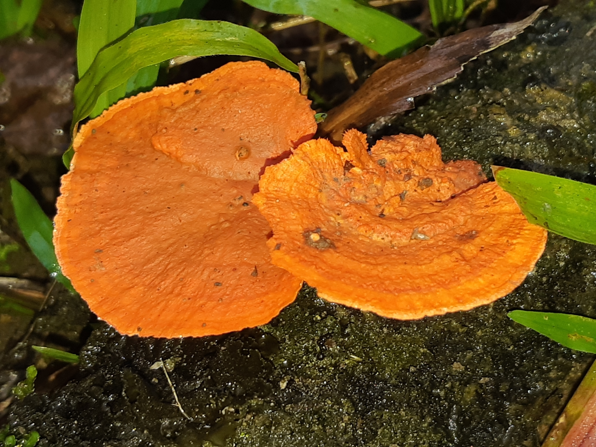 Bracket Fungi Orange