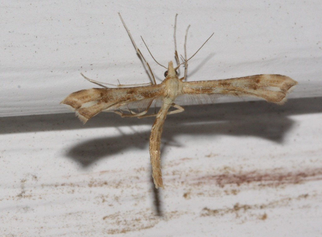 Yarrow Plume Moth from Québec, Canada on July 16, 2021 at 09:29 PM by ...