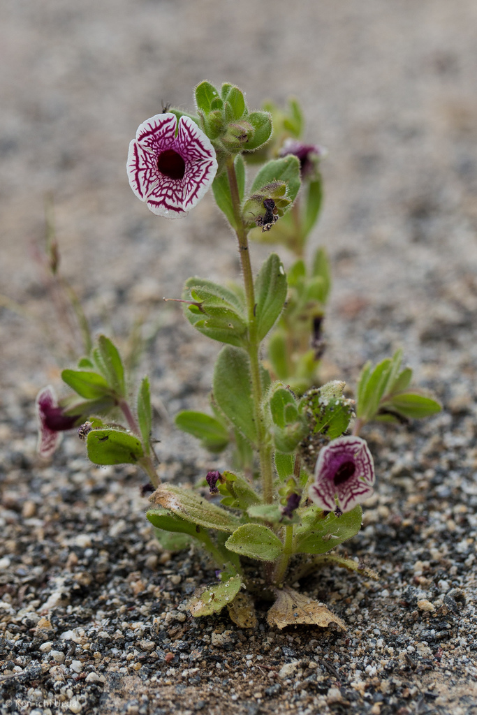 calico monkeyflower (Diplacus pictus) - Botanical Realm
