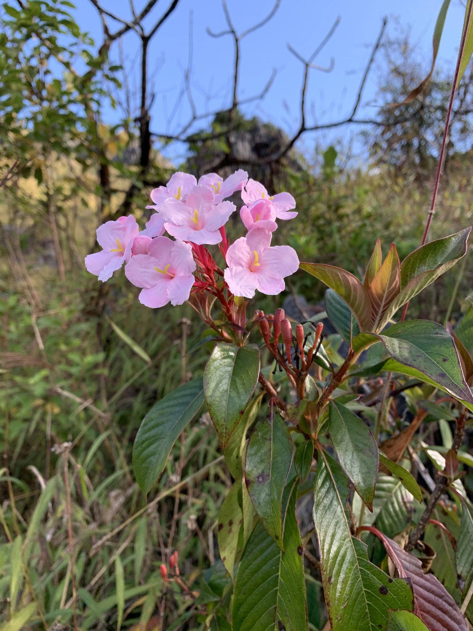 Luculia gratissima (Wall.) Sweet