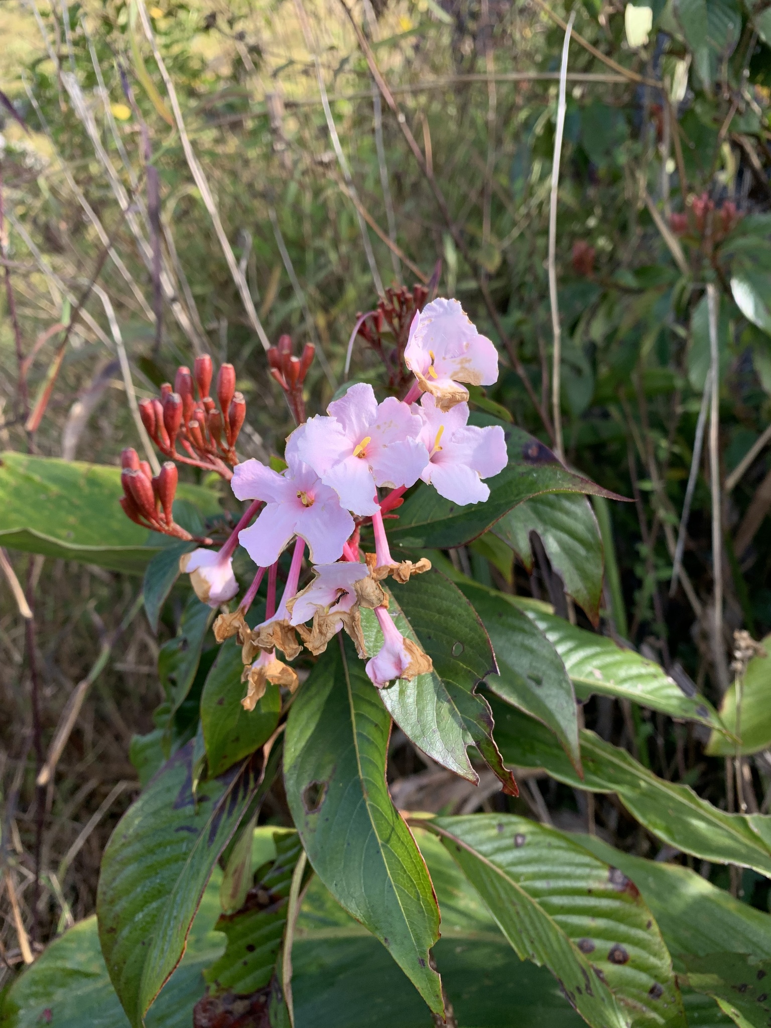 Luculia gratissima (Wall.) Sweet