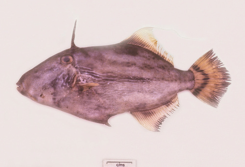 Paramonacanthus lowei · iNaturalist Mexico