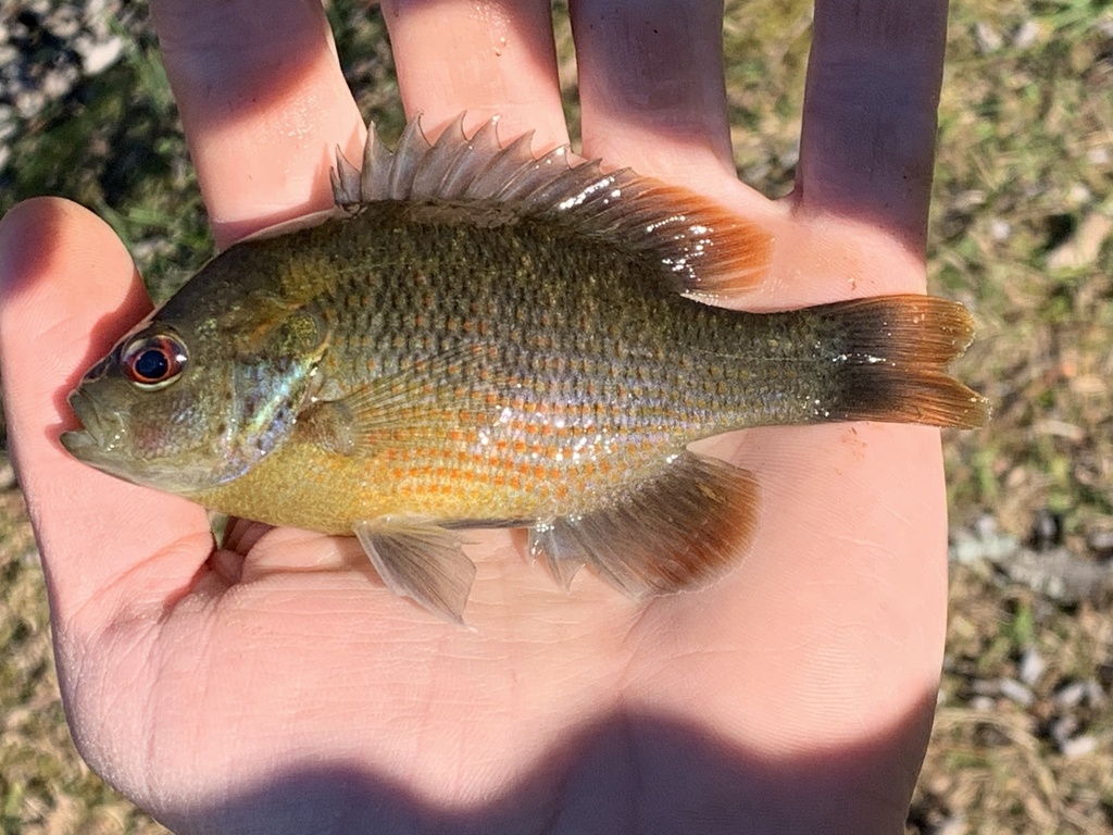 Redspotted Sunfish from Poplar Bluff, MO, US on December 12, 2021 at 02 ...