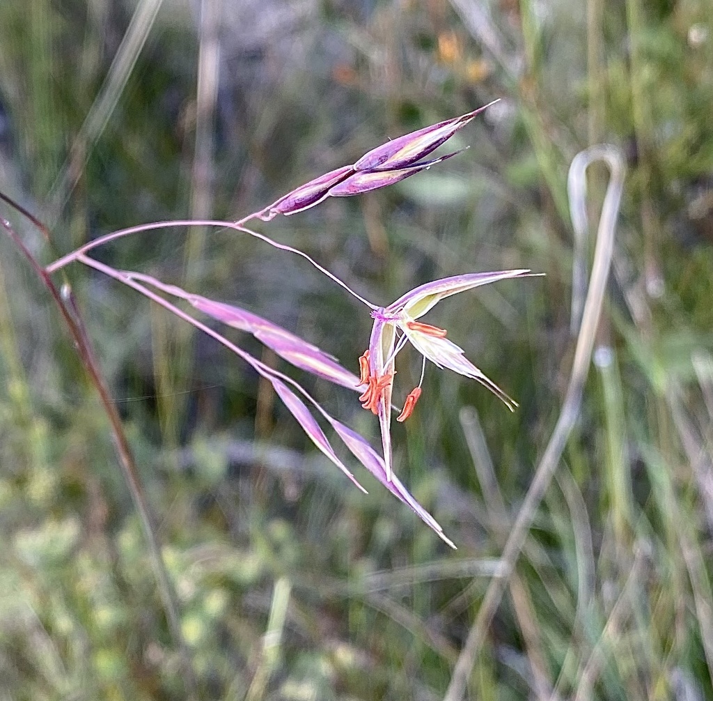 red-anther wallaby grass from Blue Mountains National Park, Blue ...