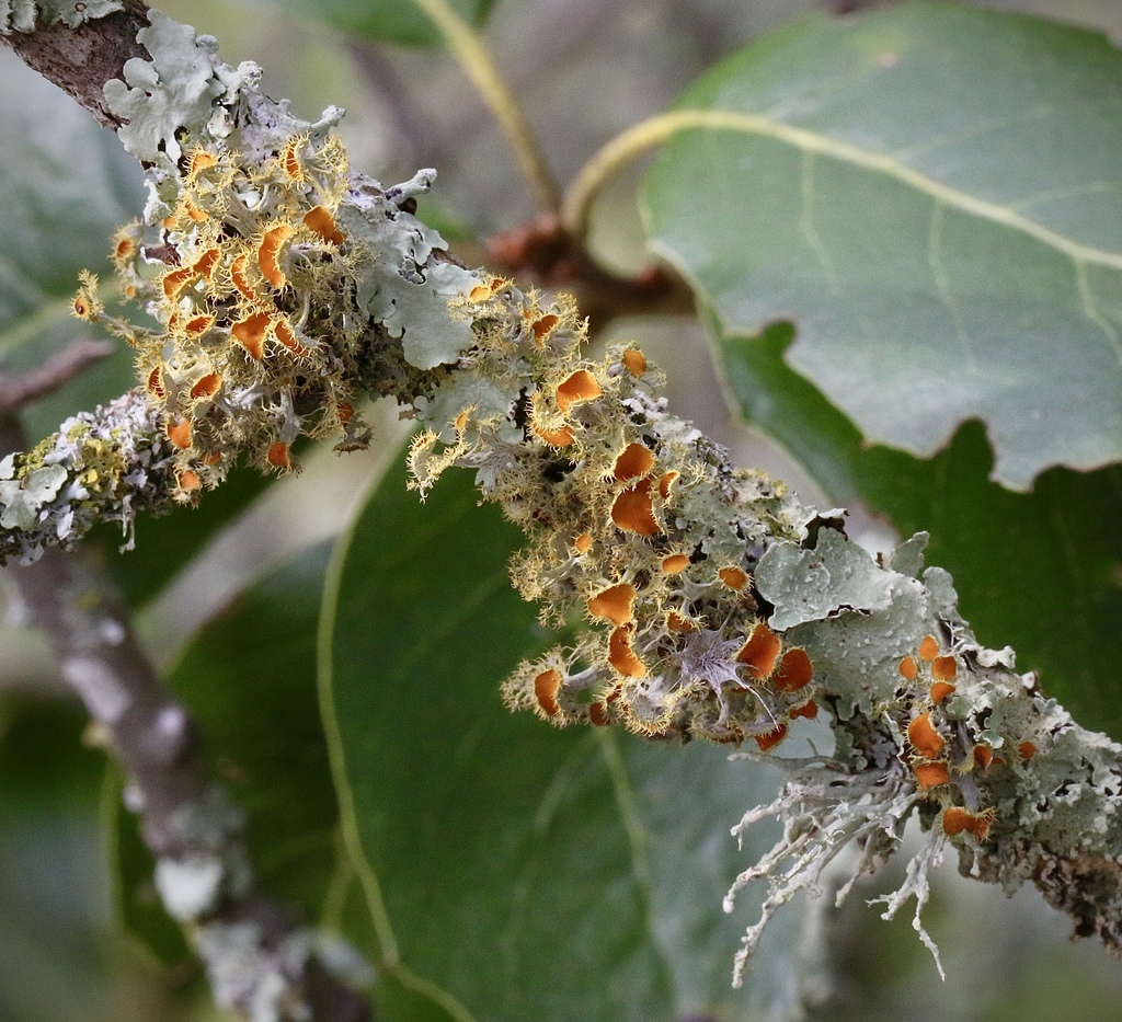 Golden-eye Lichen from Jasper Ridge Biological Preserve, San Mateo ...