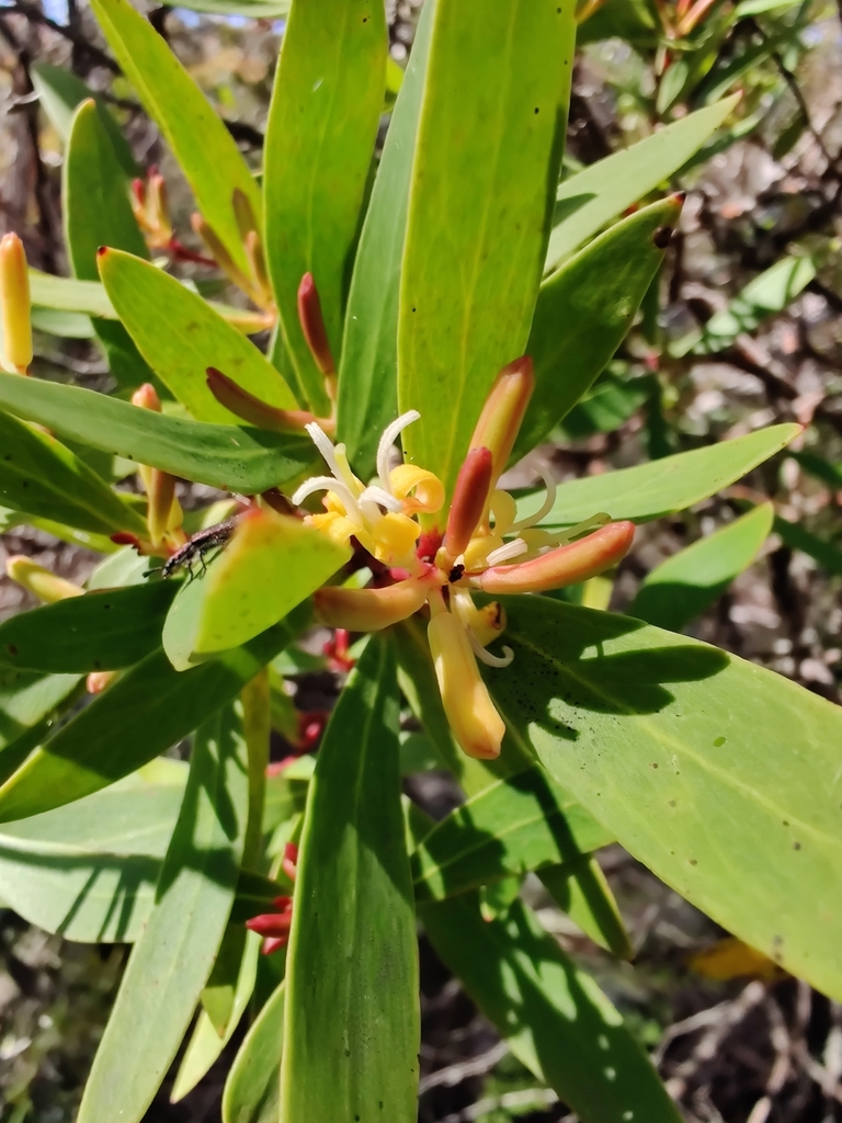 Persoonia silvatica in December 2021 by Ruby E Stephens · iNaturalist