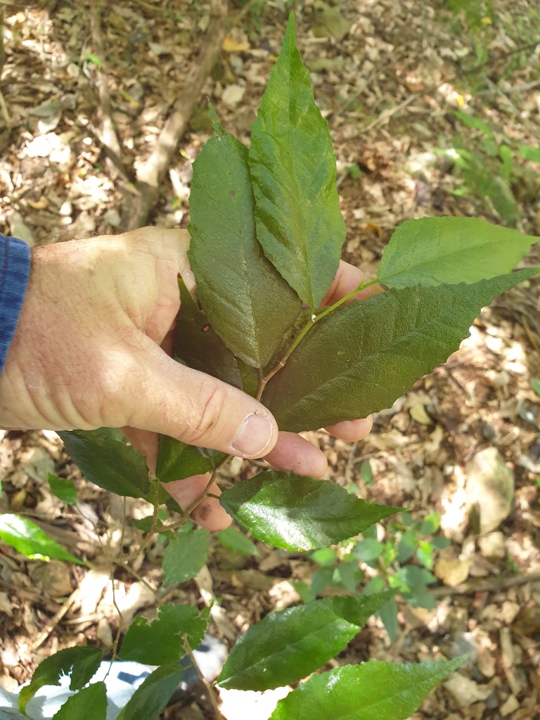 whalebone tree in December 2021 by pcopping_ecp · iNaturalist