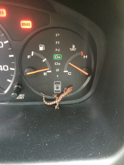 Mourning Gecko from Andersen Air Force Base, Finegayan Station, GU, US ...