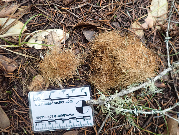 Sonoma Tree Vole in December 2021 by Kim Cabrera. Nest remains. Fell ...