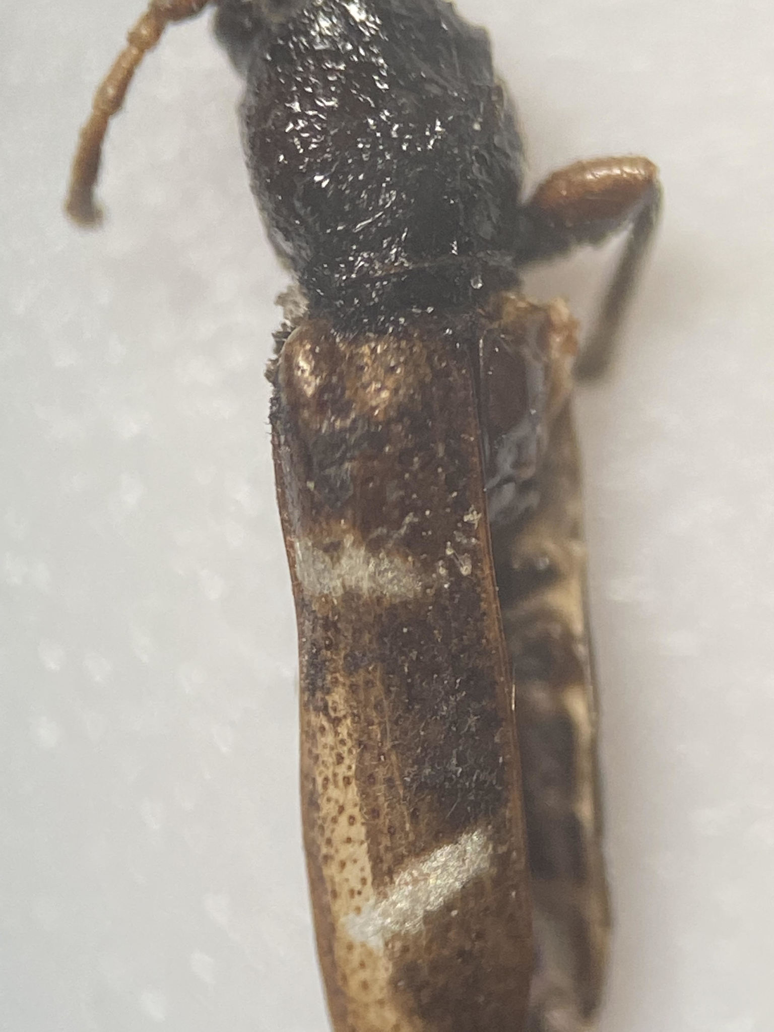 Phymatodes nitidus LeConte, 1874