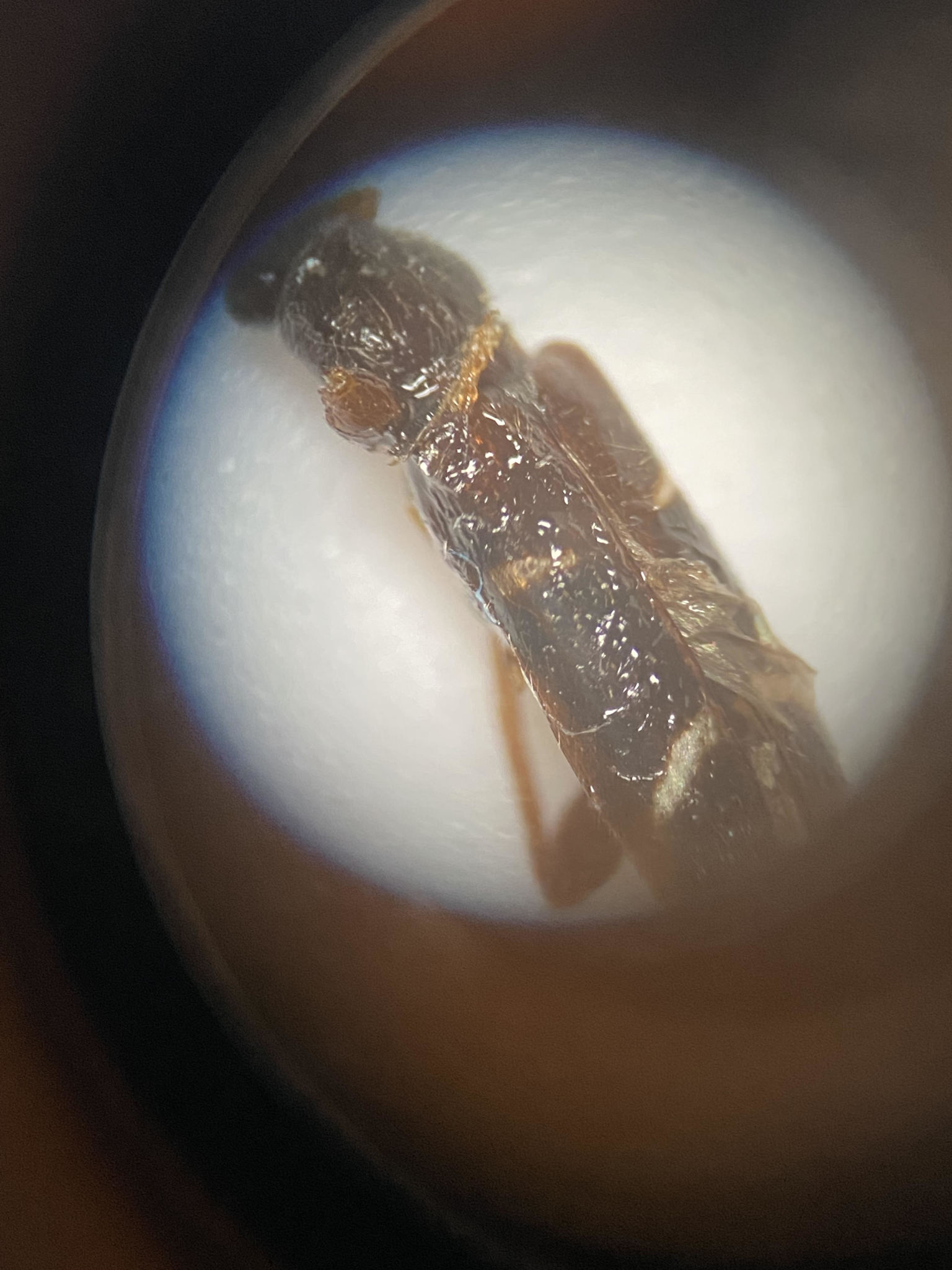 Phymatodes nitidus LeConte, 1874