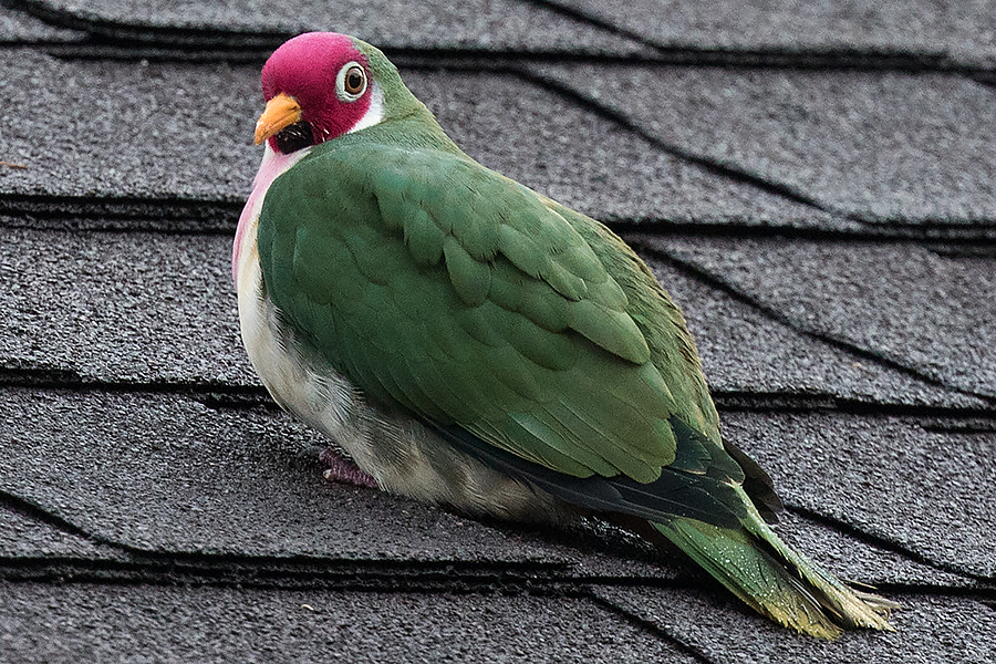 Jambu Fruit Dove