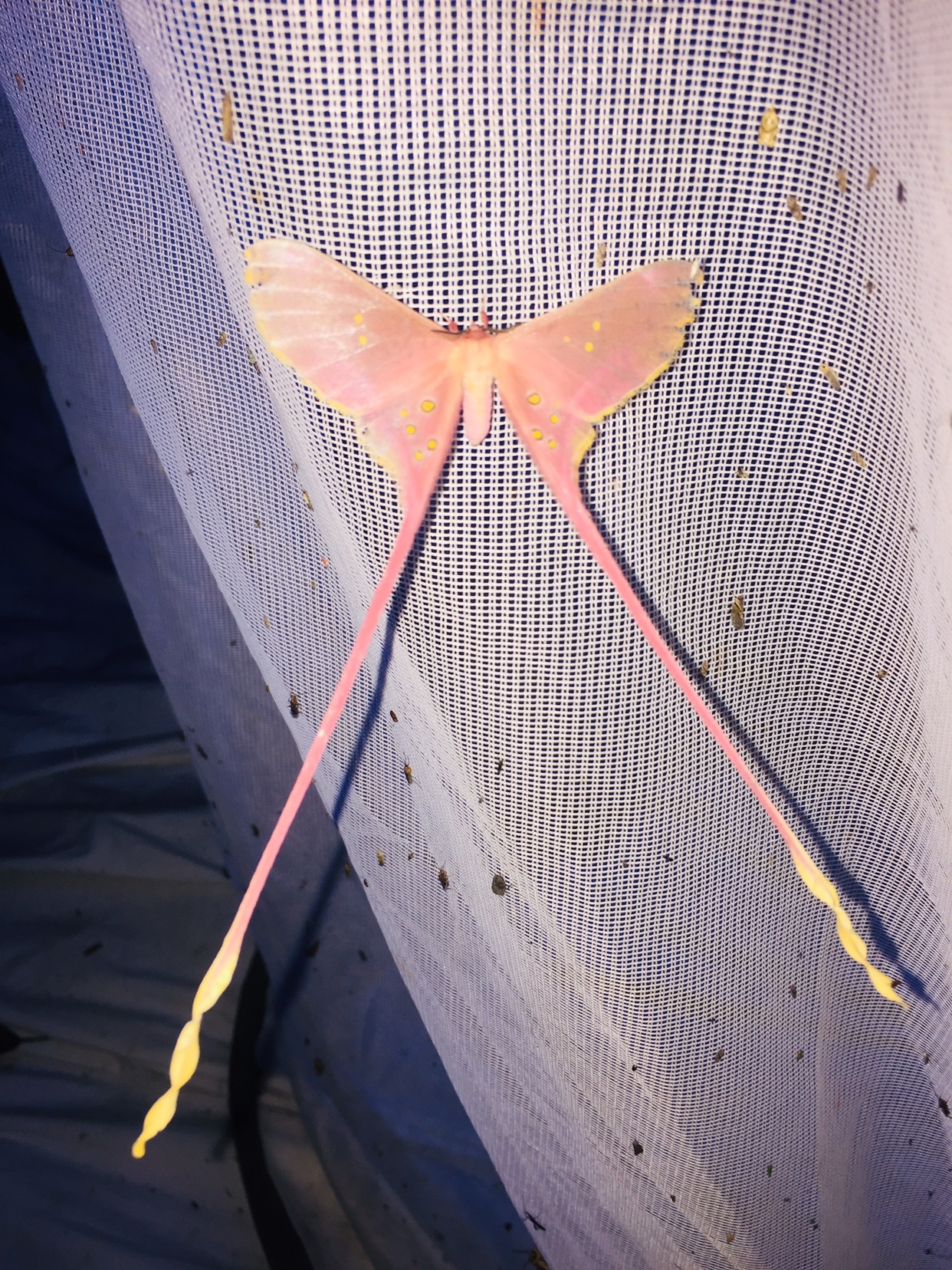 Eudaemonia argus Fabricius, 1781