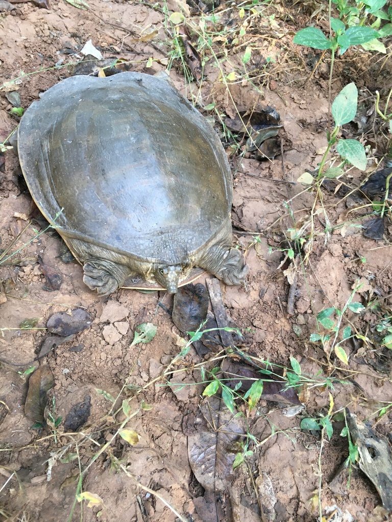 Senegal Flapshell Turtle in December 2021 by lisaohr · iNaturalist