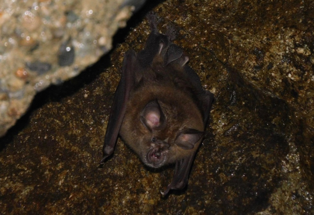 Japanese greater horseshoe bat (Rhinolophus nippon) - Know Your Mammals