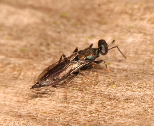 Calosota obscura · iNaturalist