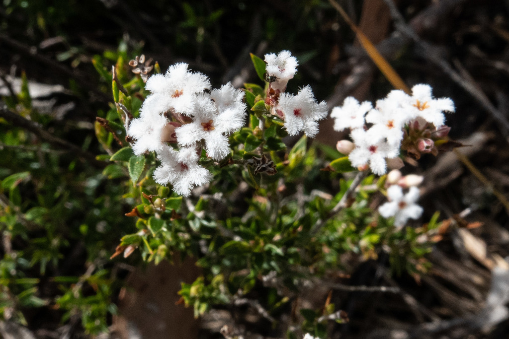 common beard-heath from Glenlyon VIC 3461, Australia on October 09 ...