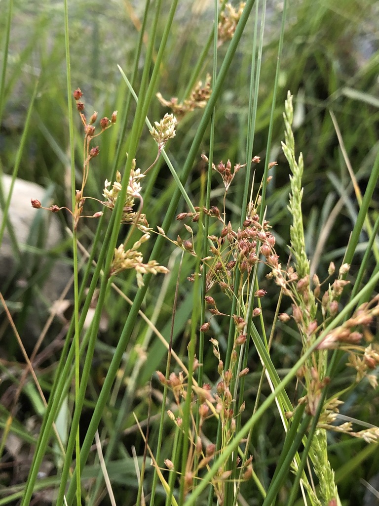 Loose-flowered Rush from Cudgee VIC 3265, Australia on December 16 ...