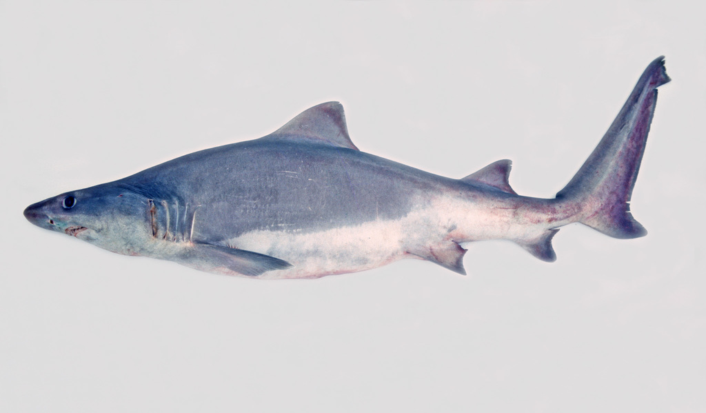 Smalltooth Sand Tiger (Odontaspis ferox) - Marine Life Identification