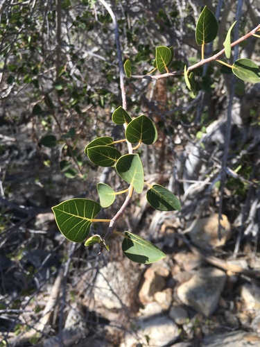 Ficus humbertii · iNaturalist