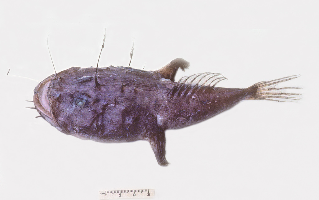 Goosefish (Lophiodes naresi) - Marine Life Identification