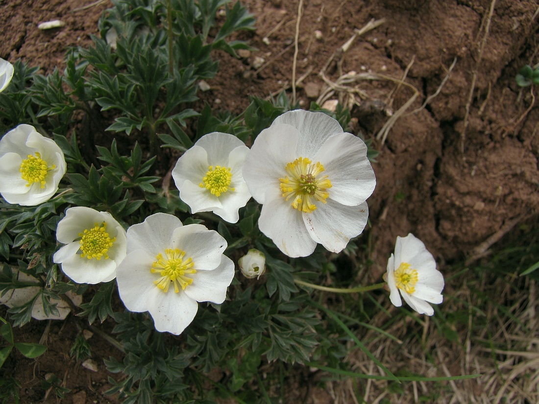 Ranunculus seguieri Vill.