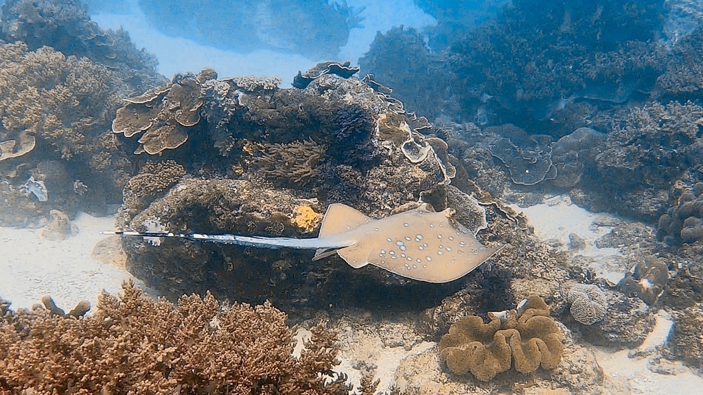 Oriental Bluespotted Maskray from 臺灣海峽, TW on December 11, 2021 at 10: ...