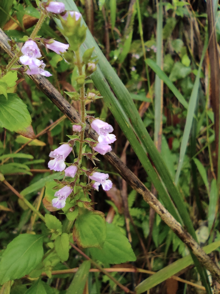 Mosla scabra from Yuelu District, Changsha, Hunan, China on November 2 ...
