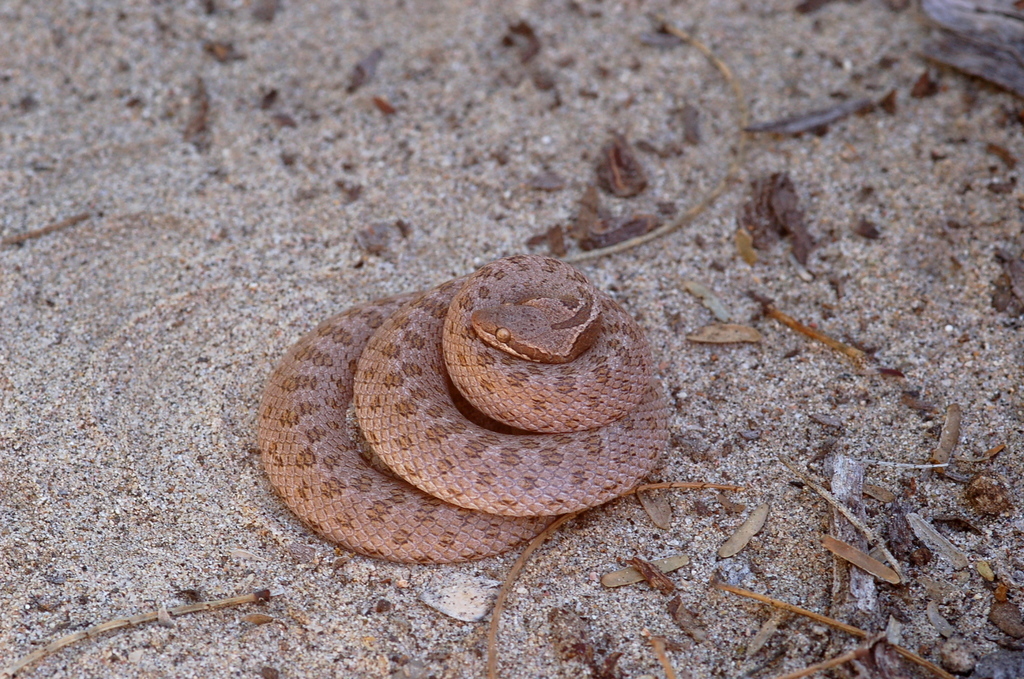Sonoran Nightsnake from , Arizona, United States on March 27, 2007 at ...