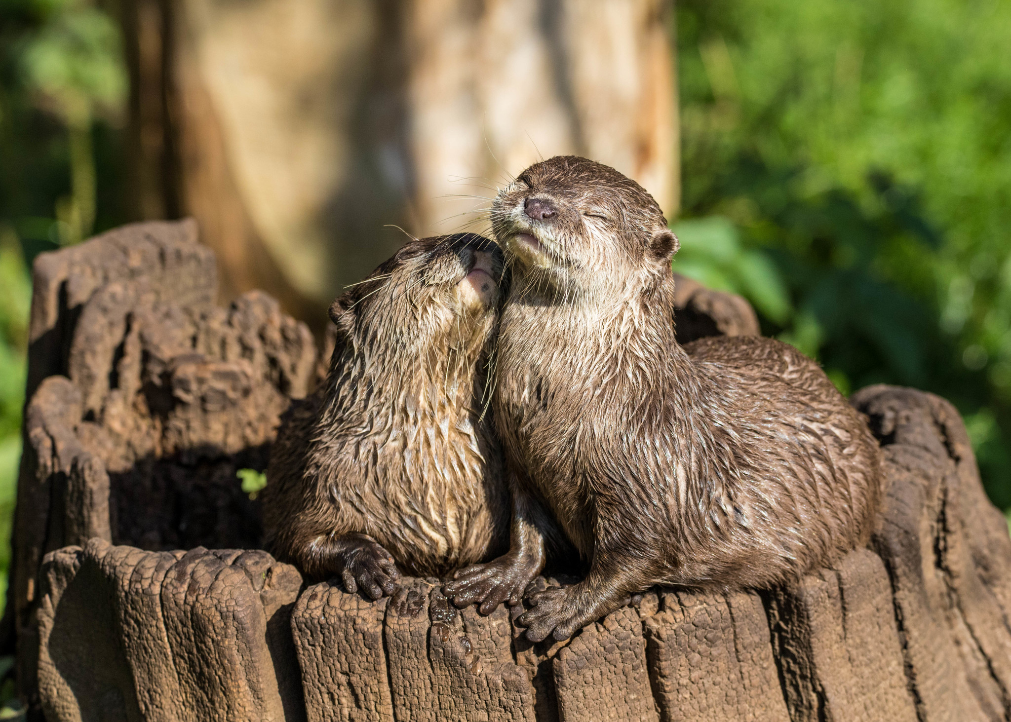Nutria Azul Enana Holandesa Exposición La Pinina 2021