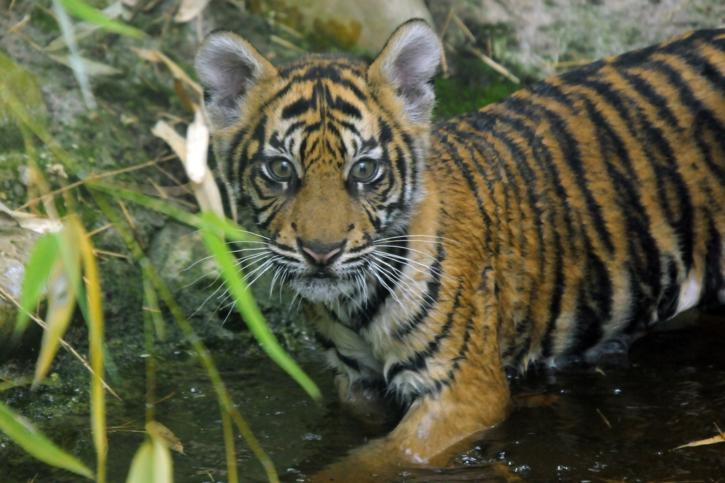 Sunda Tiger (Panthera tigris sondaica) - Know Your Mammals