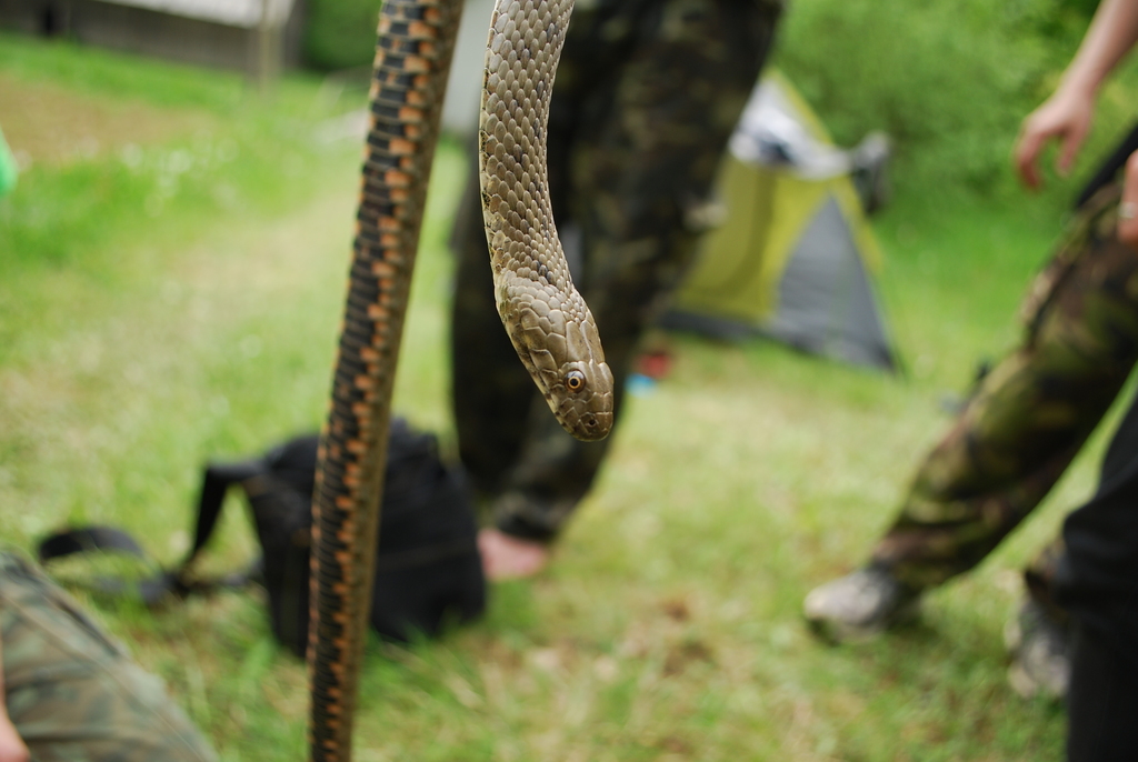 Tessellated Water Snake from Khusts'kyi district, Zakarpattia Oblast ...